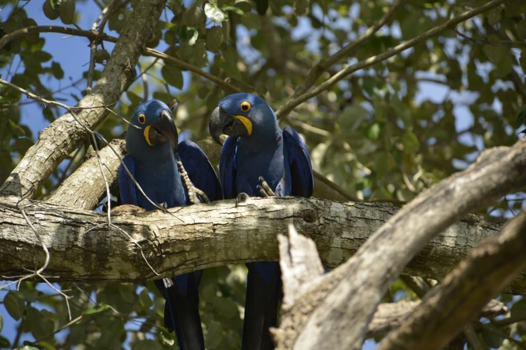 This month we’re in awe of the Hyacinth Macaw » Nature and Culture ...