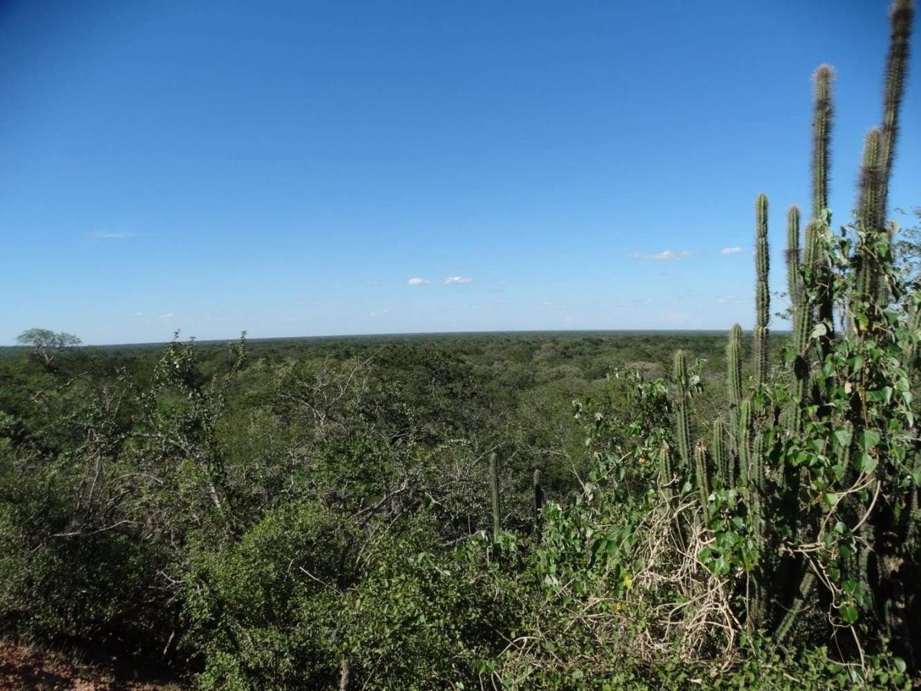 Check out this creature found in the Chaco » Nature and Culture ...
