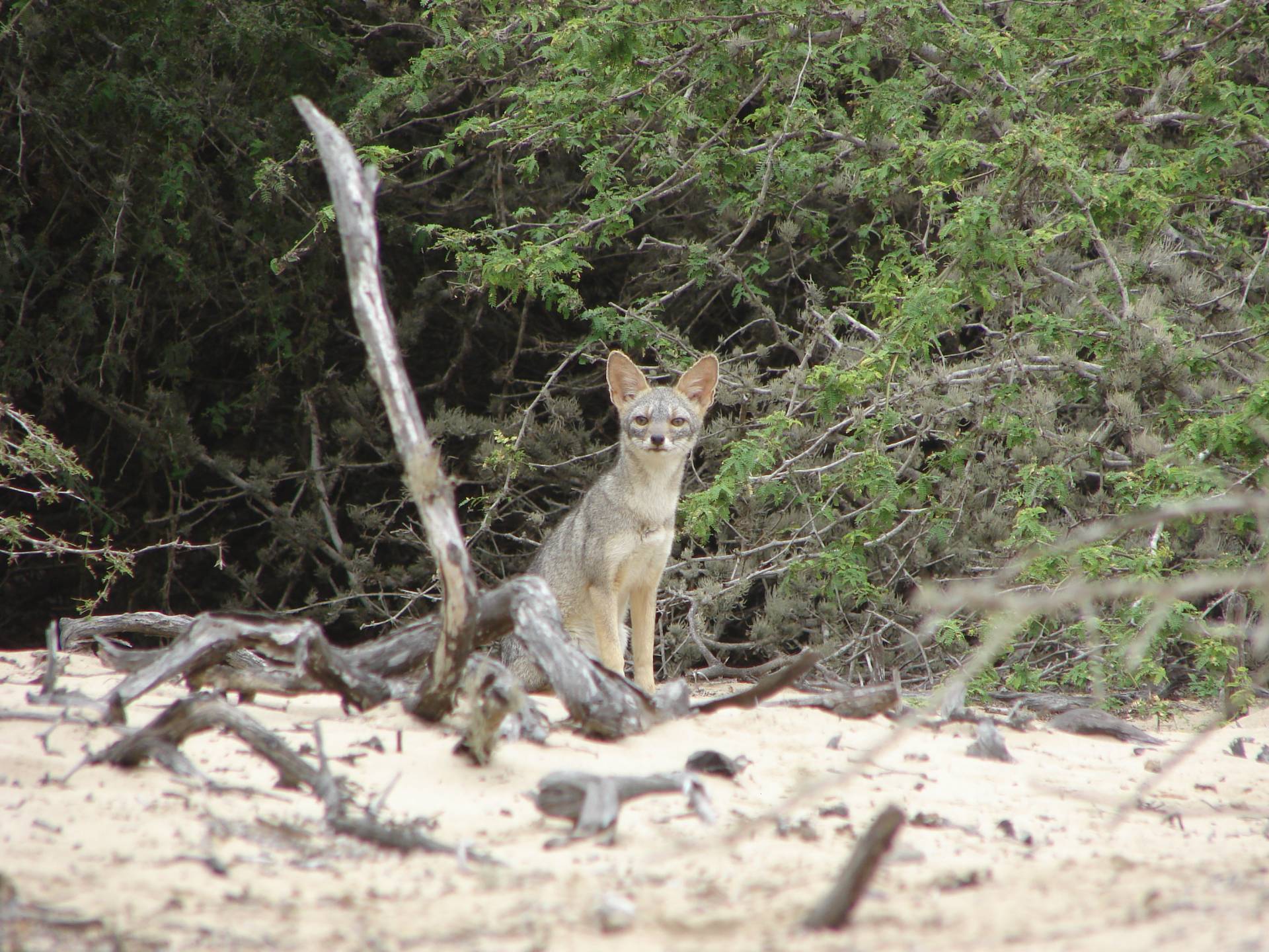 Fox In Peruvian Desert