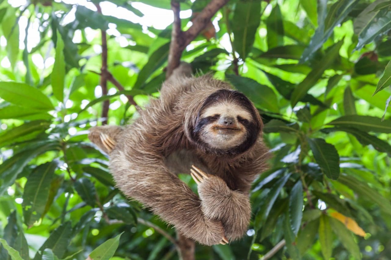 The coolest (and slowest) mammal on the planet!