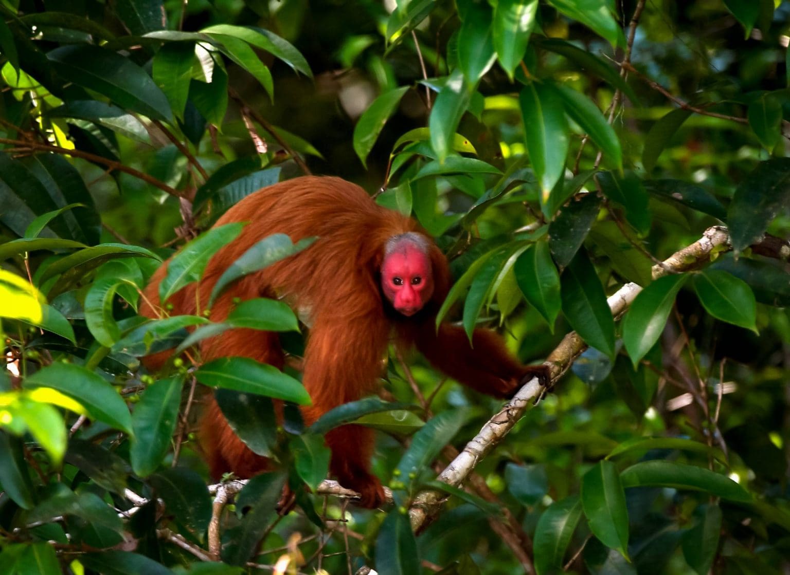Preserving Peru's Biodiversity: NCI's Milestone Initiatives