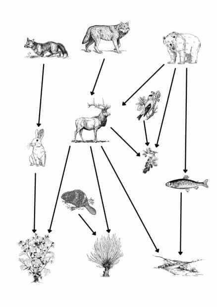 Wildlife and Ecosystems: Conservation for a Thriving Planet