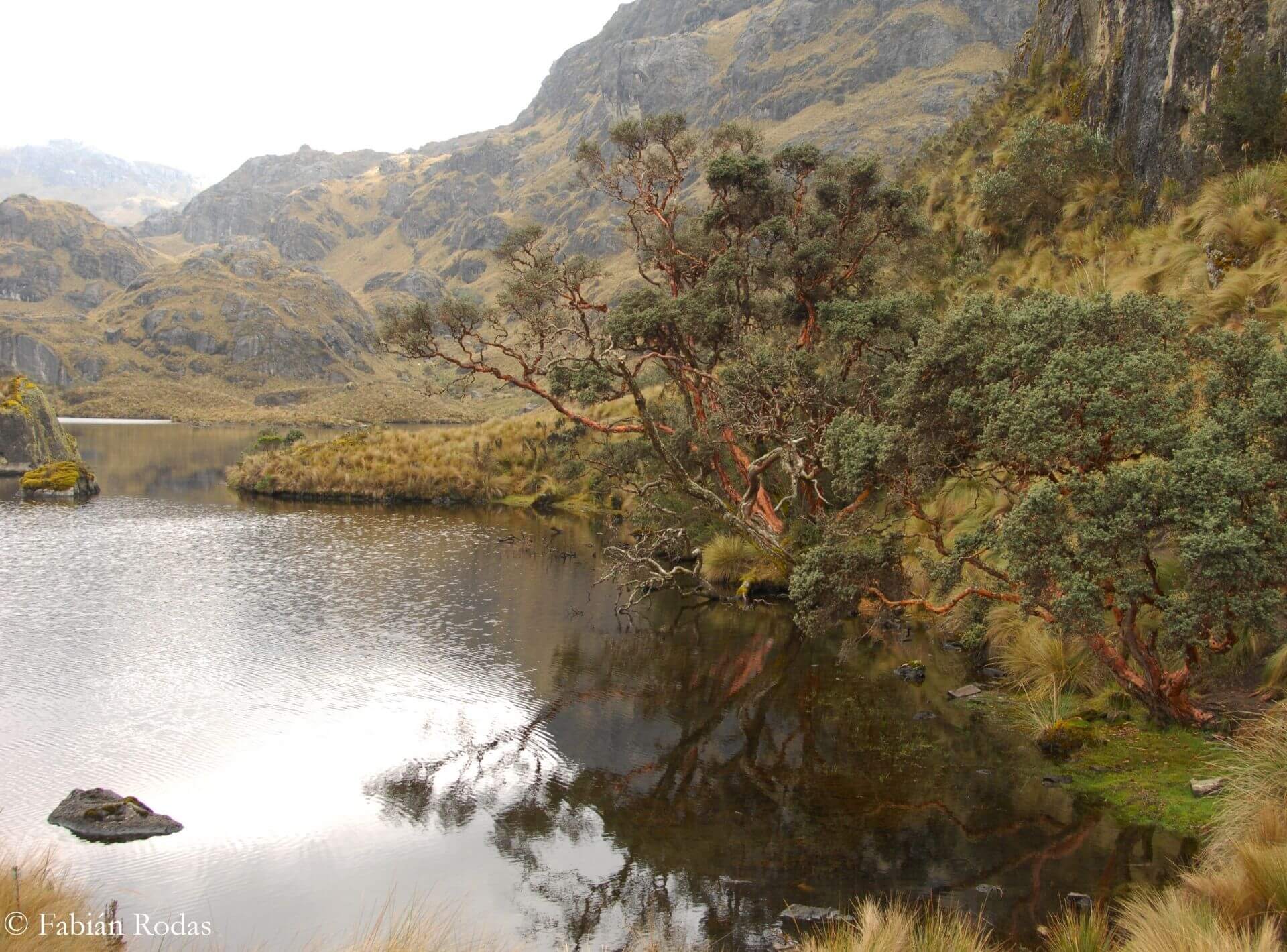 Critical Páramo Ecosystem Receives Highest Legal Protection in ...
