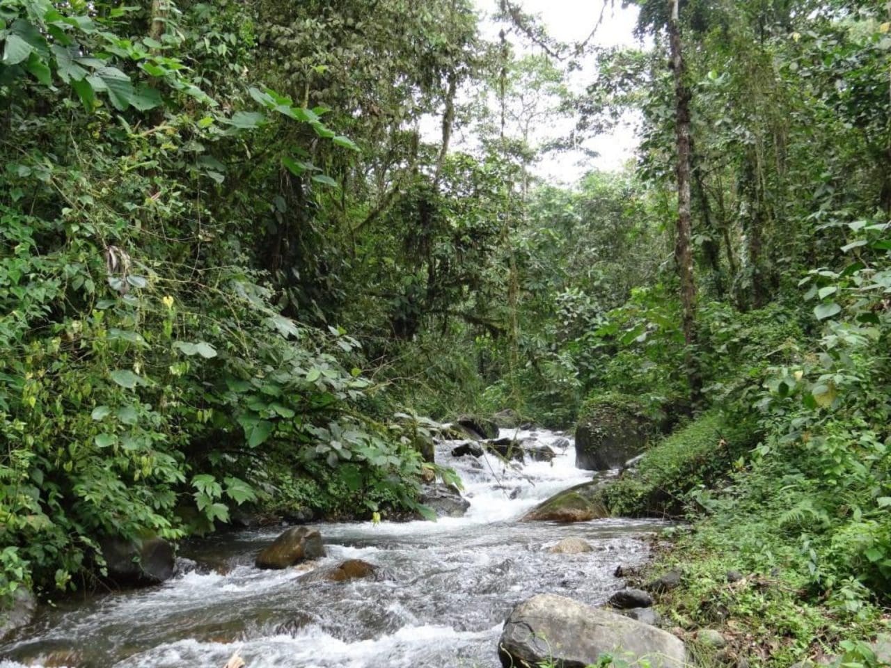 Protecting Water Sources in Ecuador for Conservation - Nature and ...