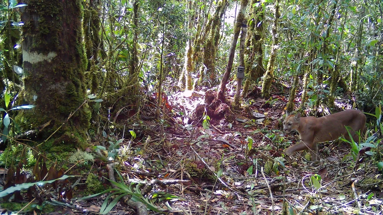 Spectacled bear and puma camera trap sightings in protected area in ...