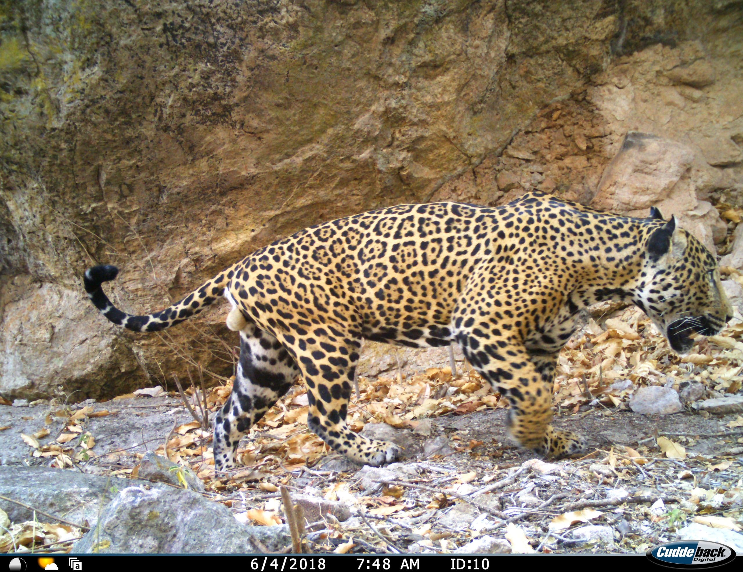 Jaguar Monitoring in Mexico » Nature and Culture International