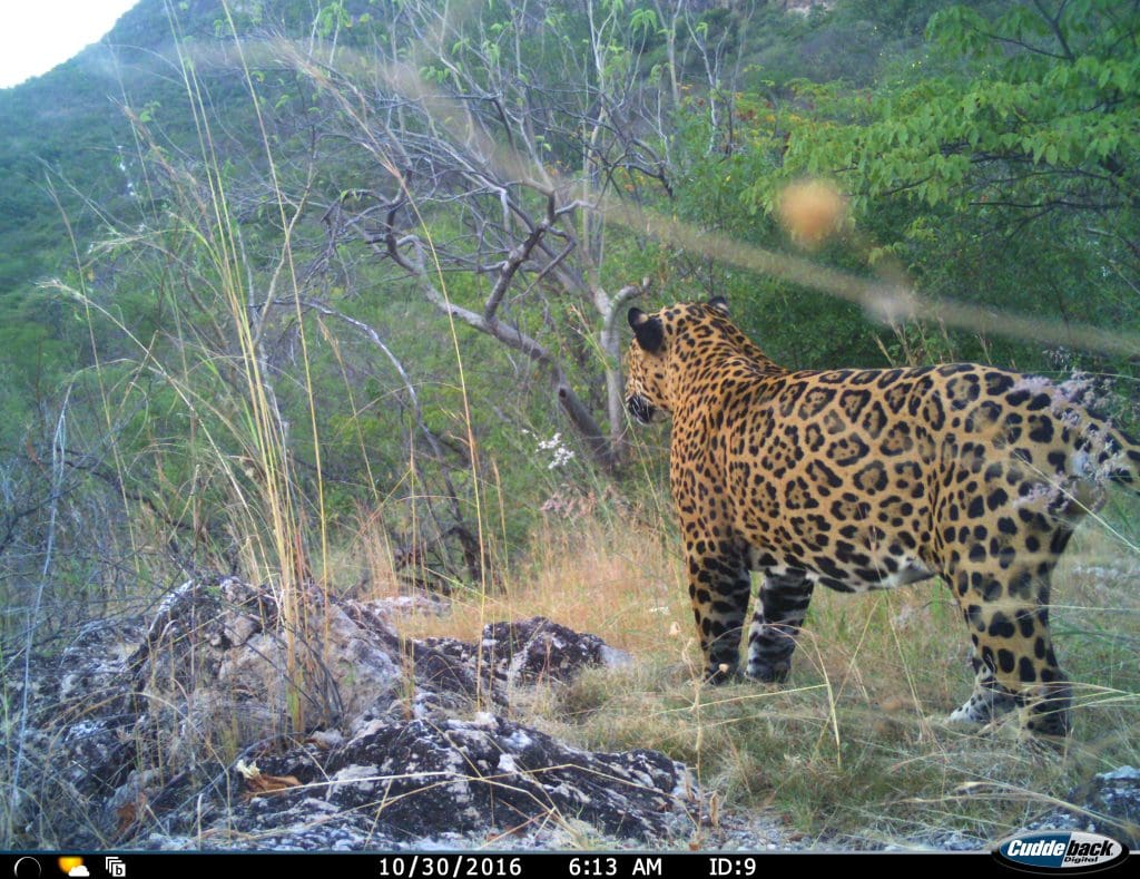 Jaguar Monitoring in Mexico » Nature and Culture International