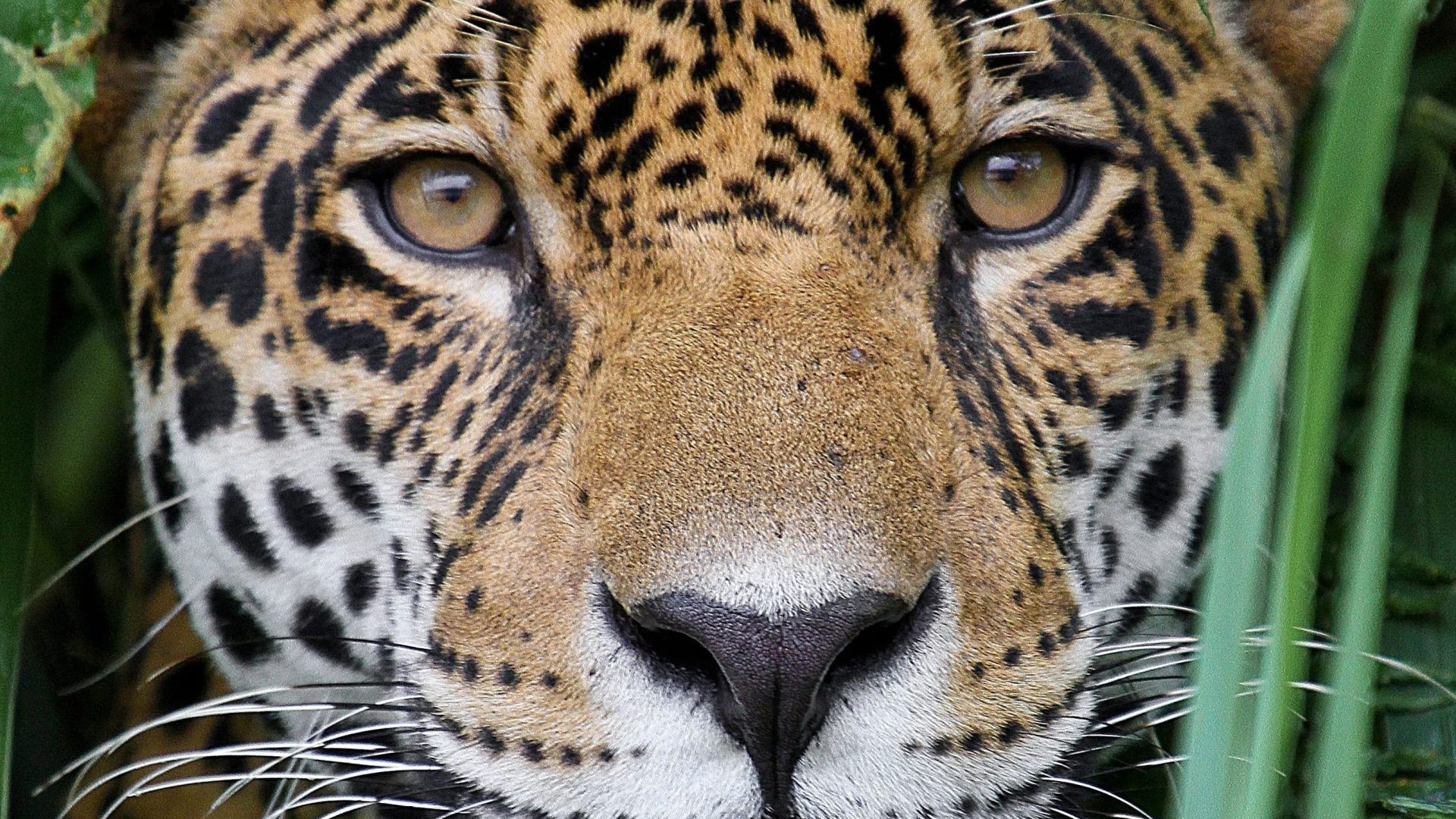 Tracking the Path of the Jaguar » Nature and Culture International